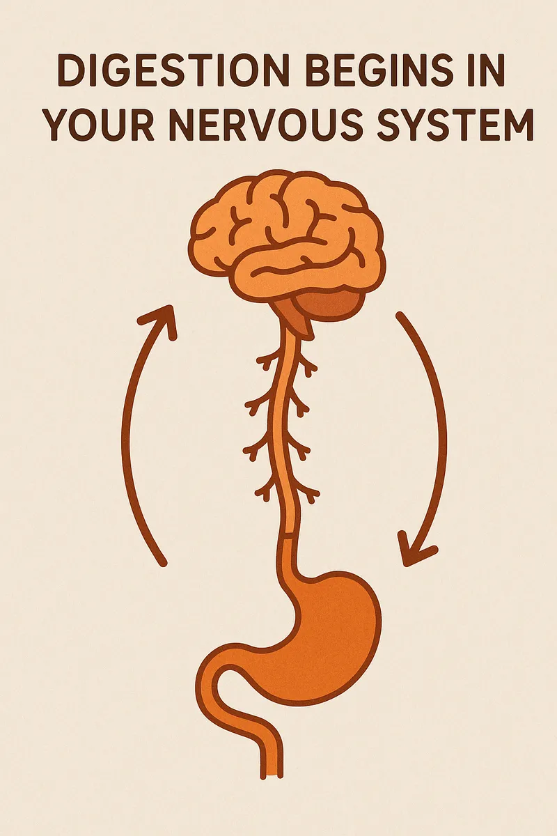 Why Digestion Begins in Your Nervous System