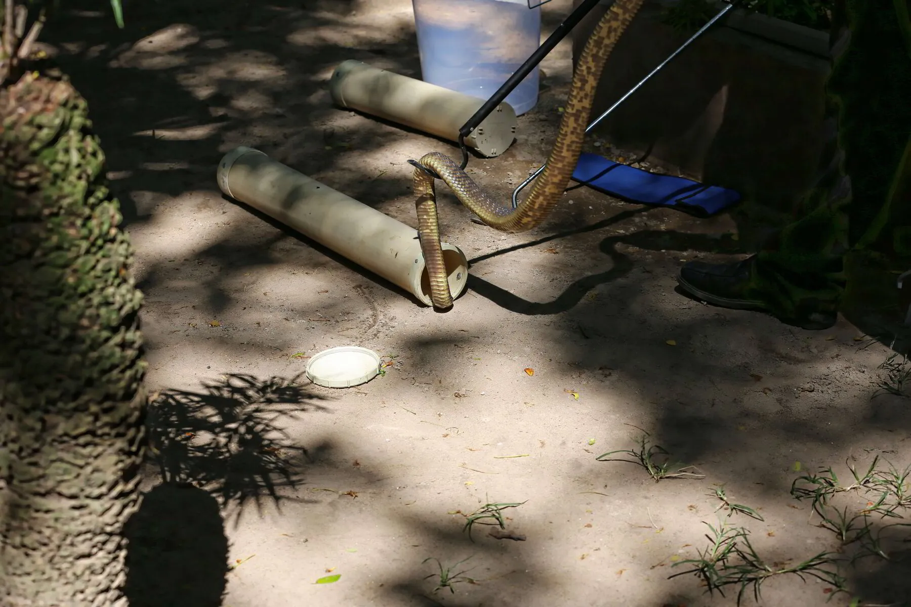 What does a Snake Handling and Snake Awareness Course Entail?