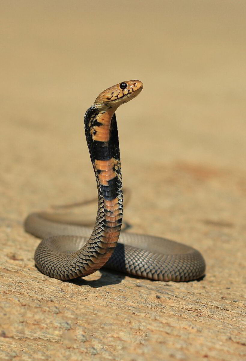 DEALING WITH SNAKES ON FARMS