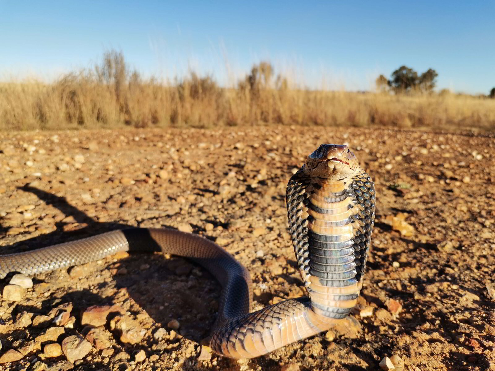 SNAKEBITE FIRST AID TREATMENT DO’S AND DON’TS