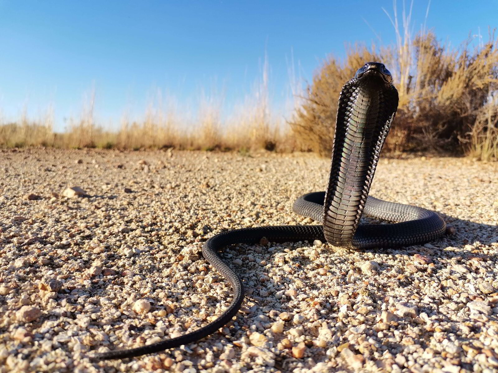 IMPROVING SNAKE AWARENESS