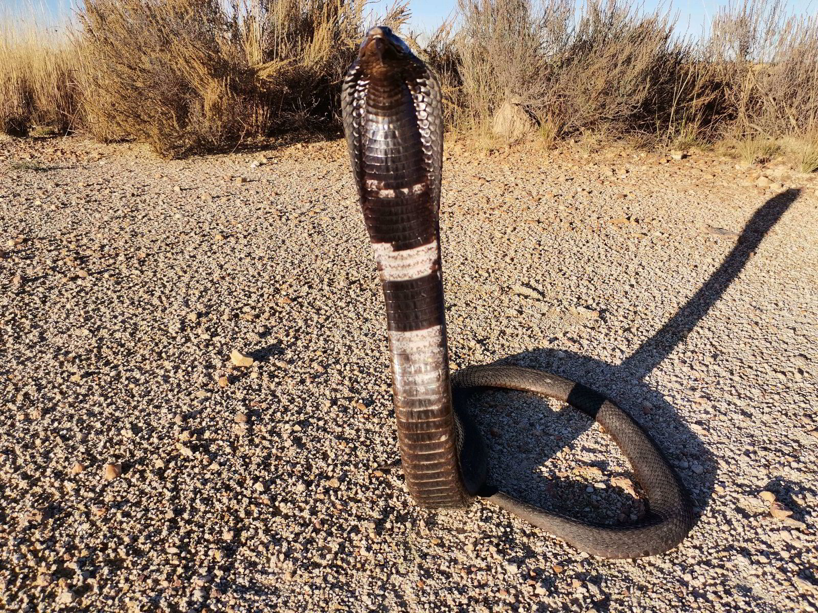 What To Do When Bitten by a Snake in the Vaal Triangle