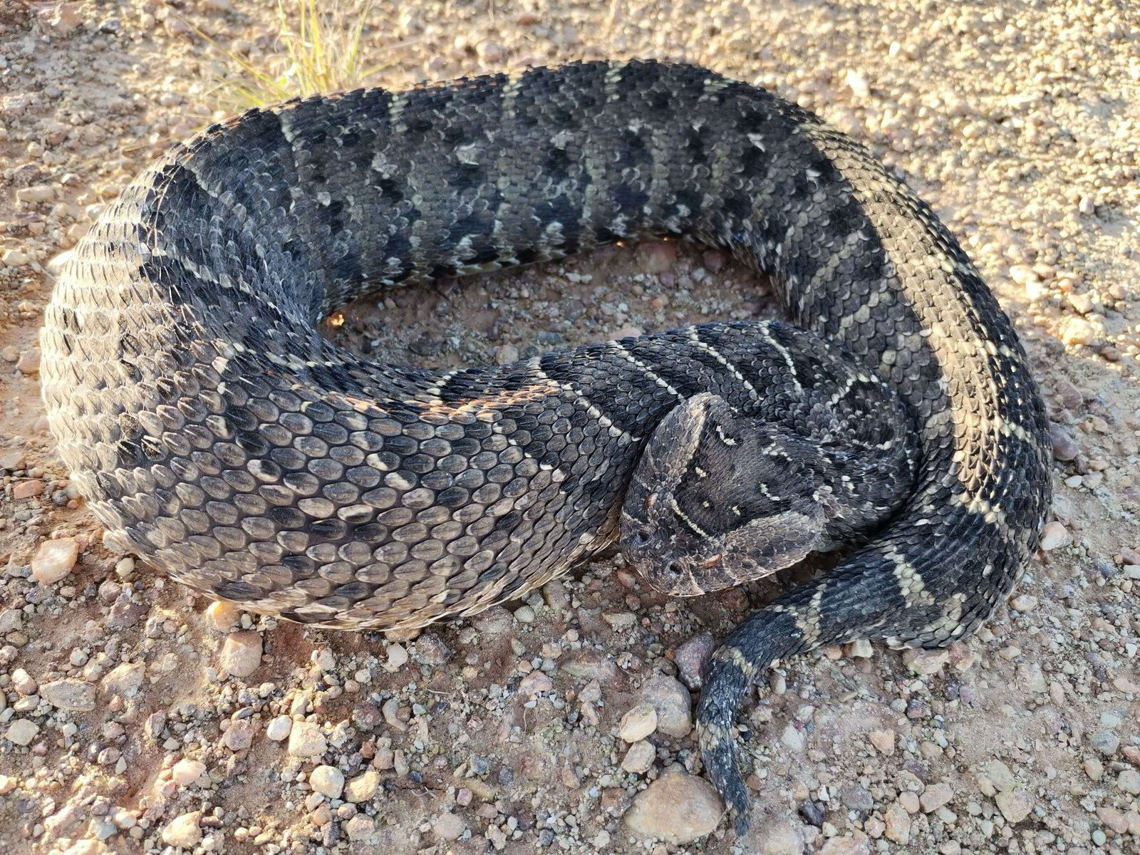 What To Do When Bitten by a Snake in the Vaal Triangle