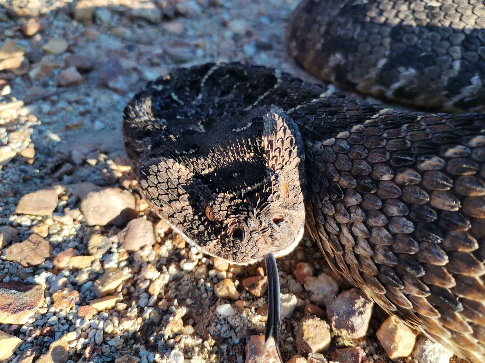 What To Do When Bitten by a Snake in the Vaal Triangle