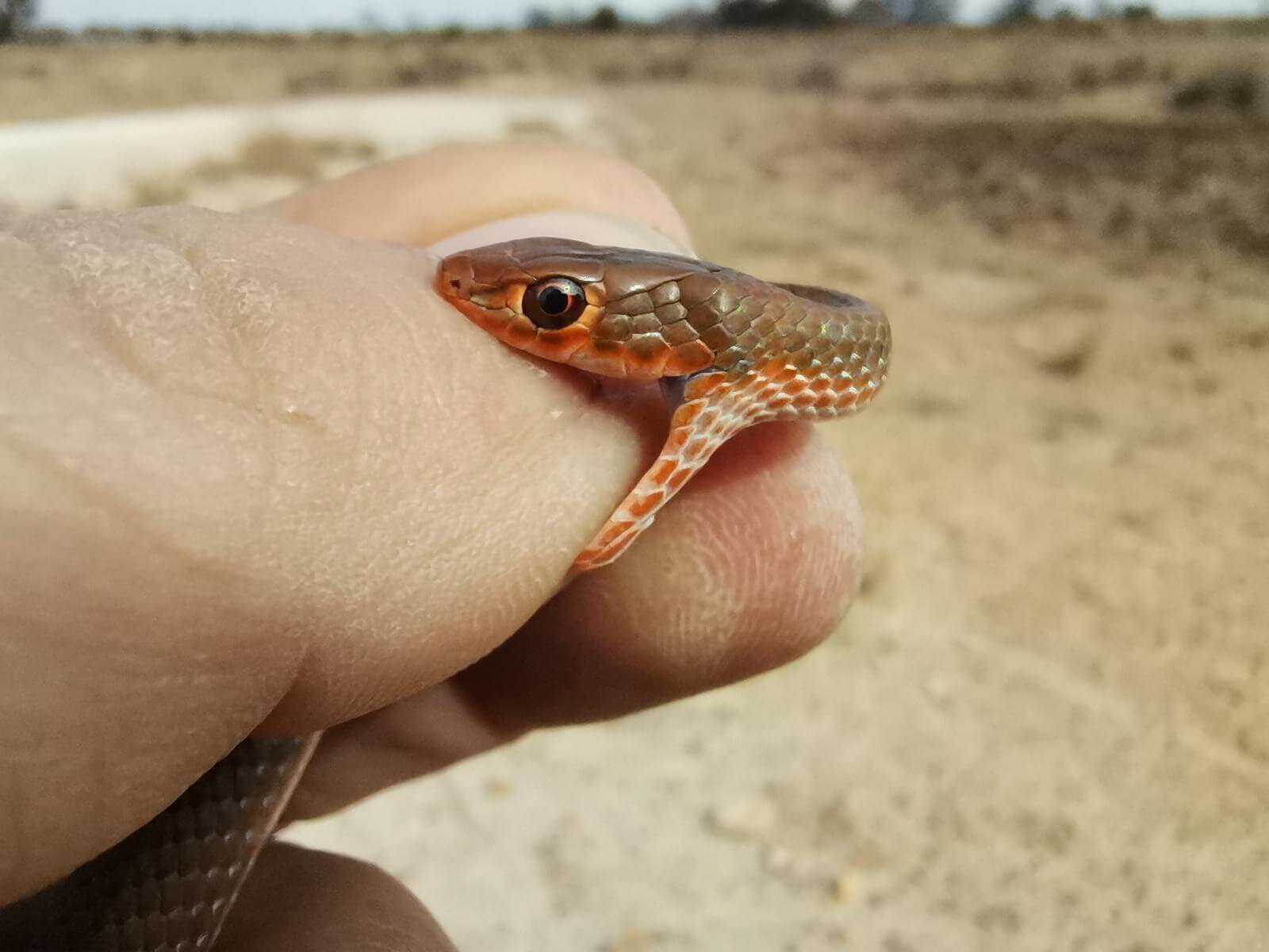 SNAKEBITE FIRST AID TREATMENT DO’S AND DON’TS