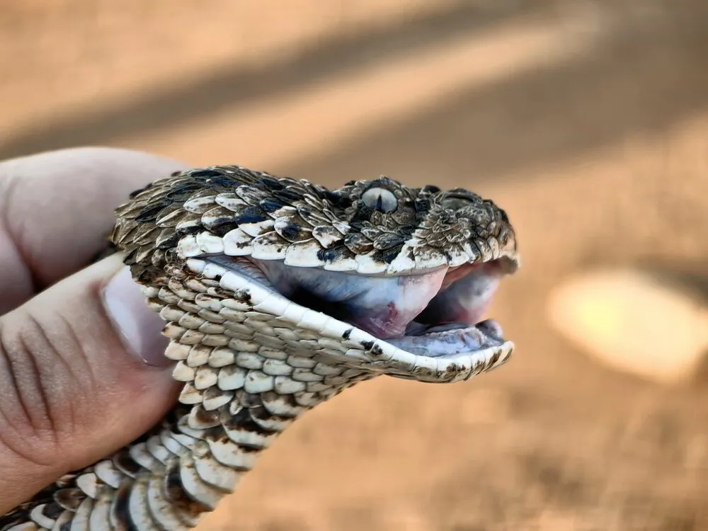 SNAKEBITE TREATMENT: WHAT TO DO IN THE FIRST 60 SECONDS