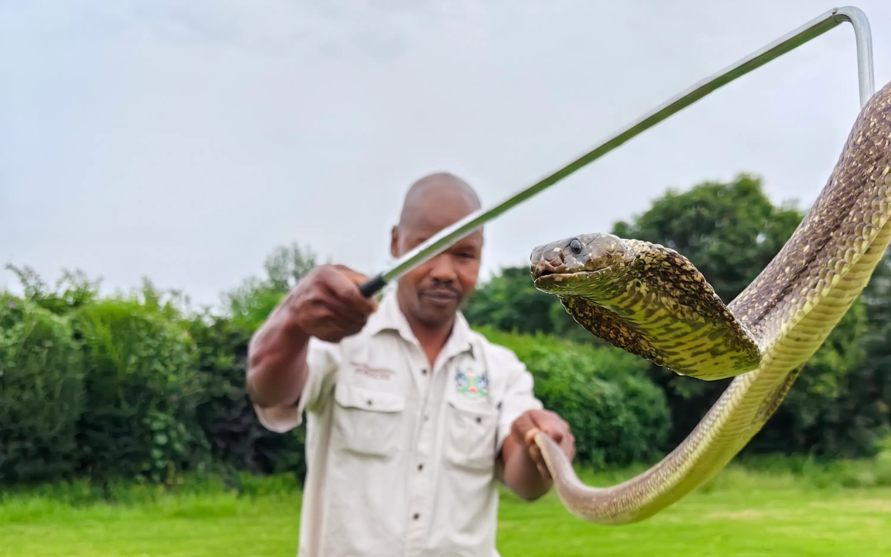 ADVANCED TECHNIQUES IN SNAKE HANDLING FOR MINING AND CONSTRUCTION WORKERS