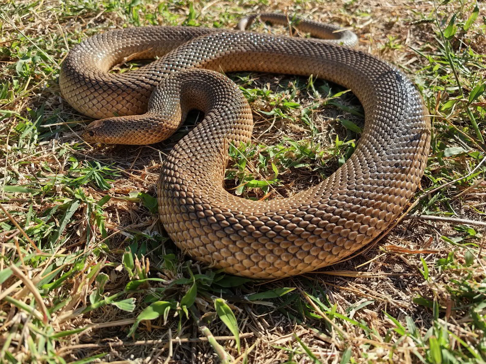 ENSURING STAFF PREPAREDNESS WHEN FACED WITH A SNAKE