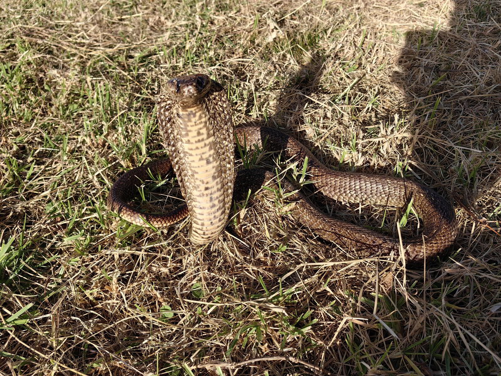 CONDUCTING A SNAKE RISK ASSESSMENT IN HIGH-RISK INDUSTRIES