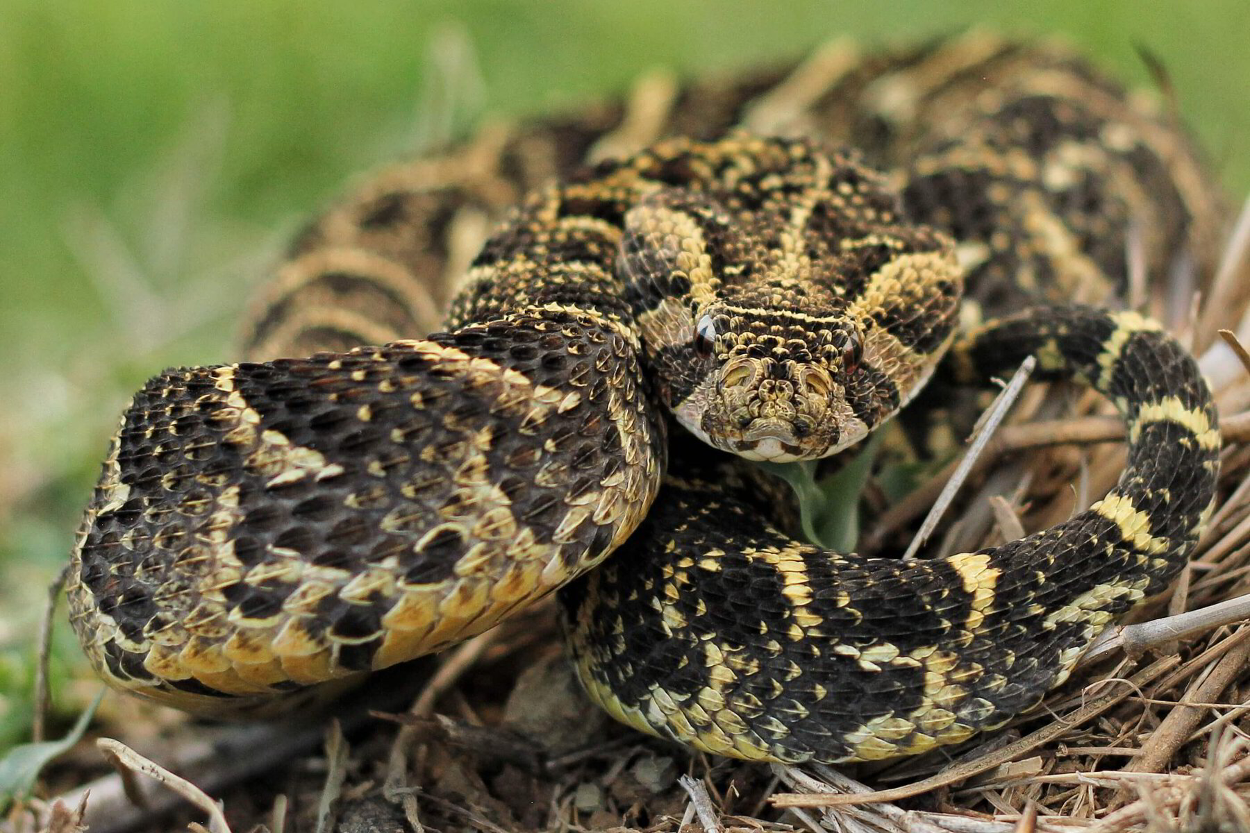 DEALING WITH SNAKES ON FARMS