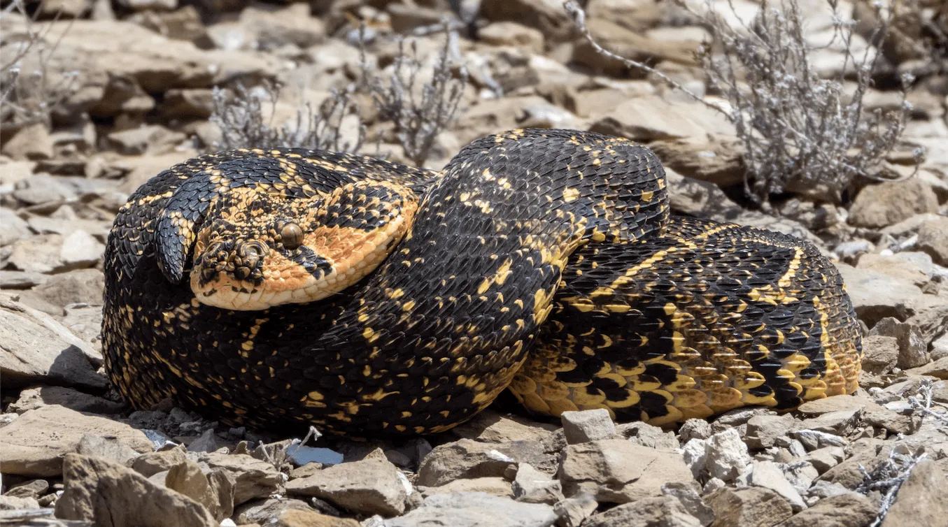 PREHOSPITAL SNAKEBITE PROTOCOL – PUFF ADDER (Bitis arietans)