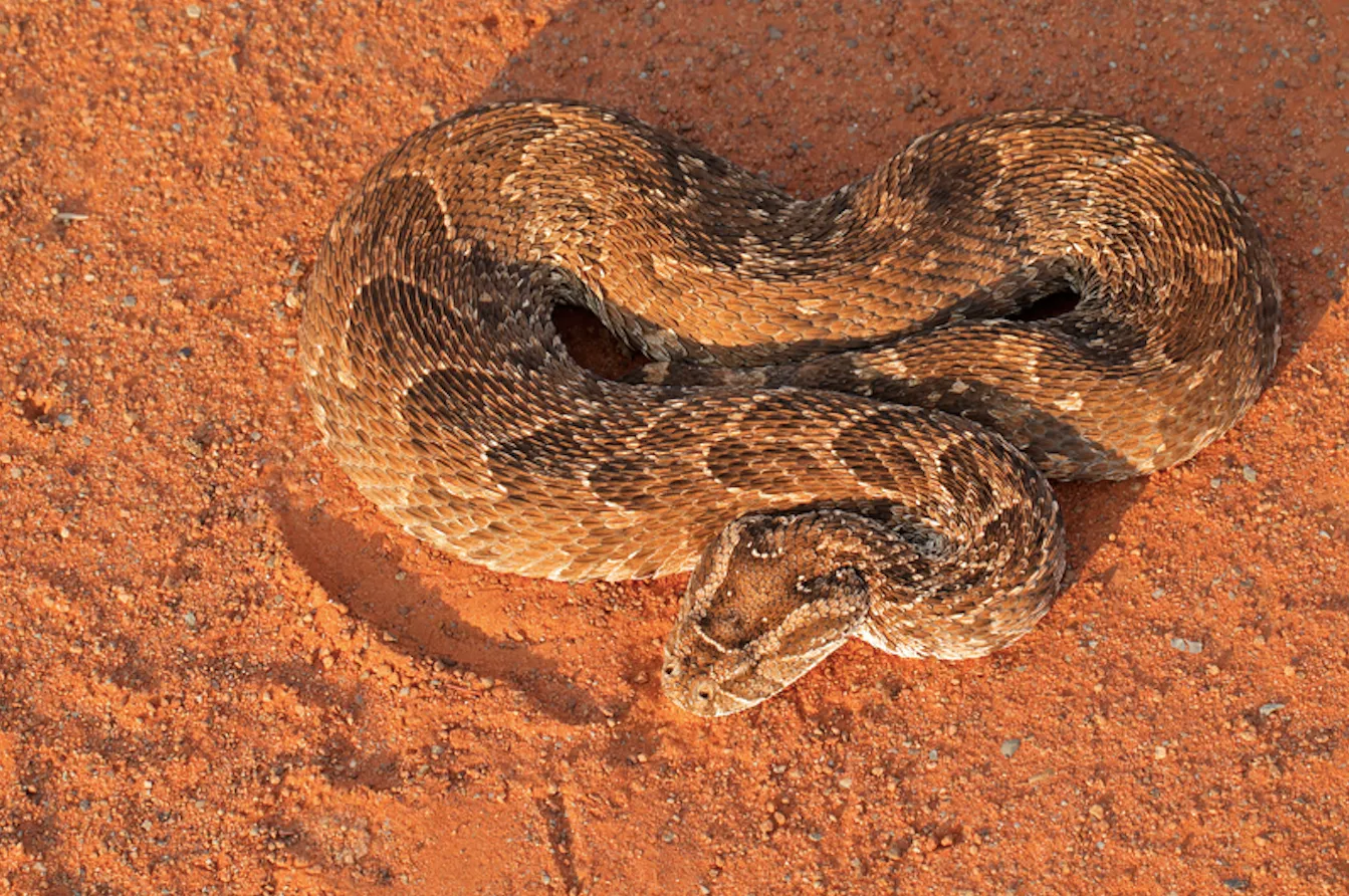 THE ULTIMATE GUIDE TO SNAKE HANDLING TRAINING IN SOUTH AFRICA