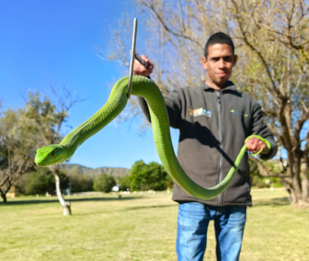 HOW SNAKE HANDLING TRAINING PROTECTS YOUR WORKPLACE