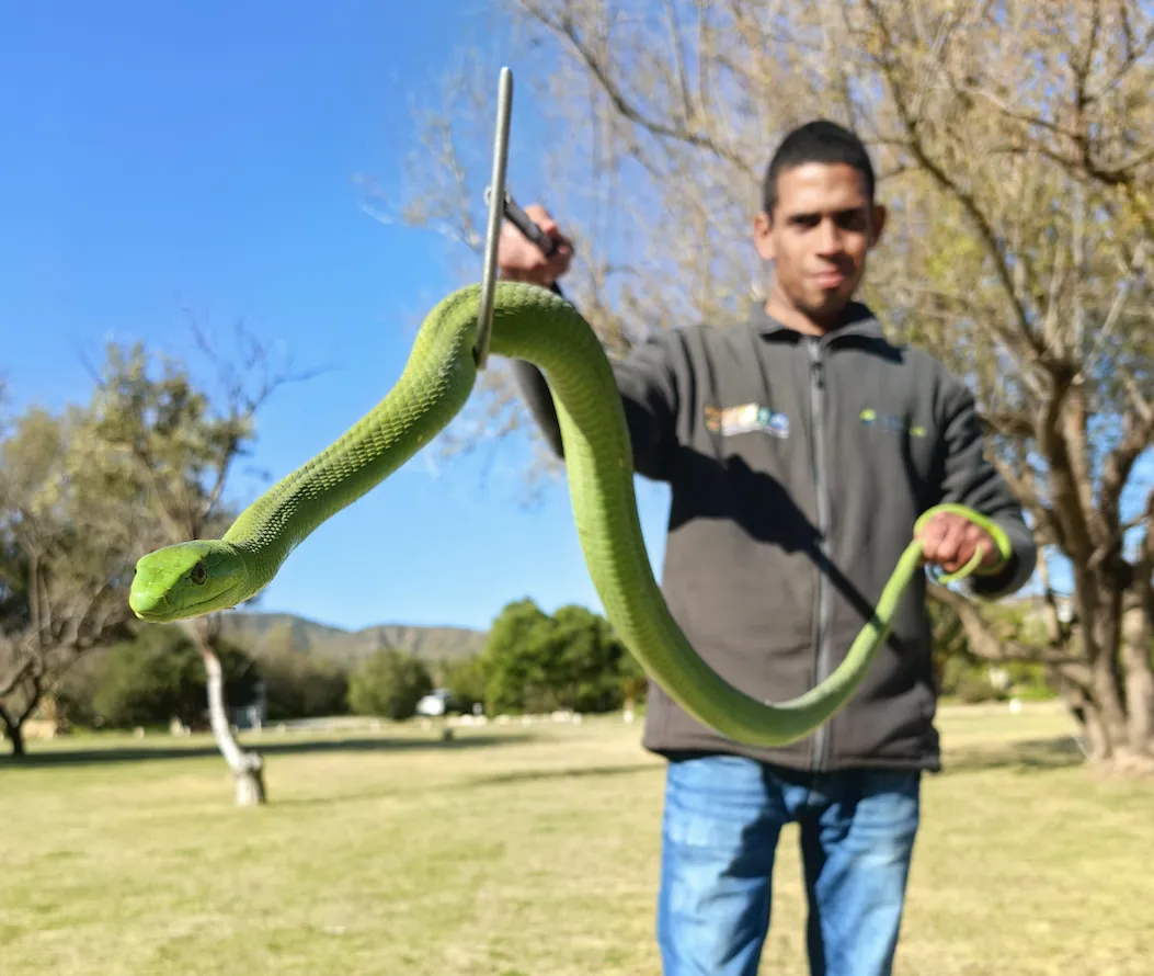 HOW SNAKE HANDLING TRAINING PROTECTS YOUR WORKPLACE