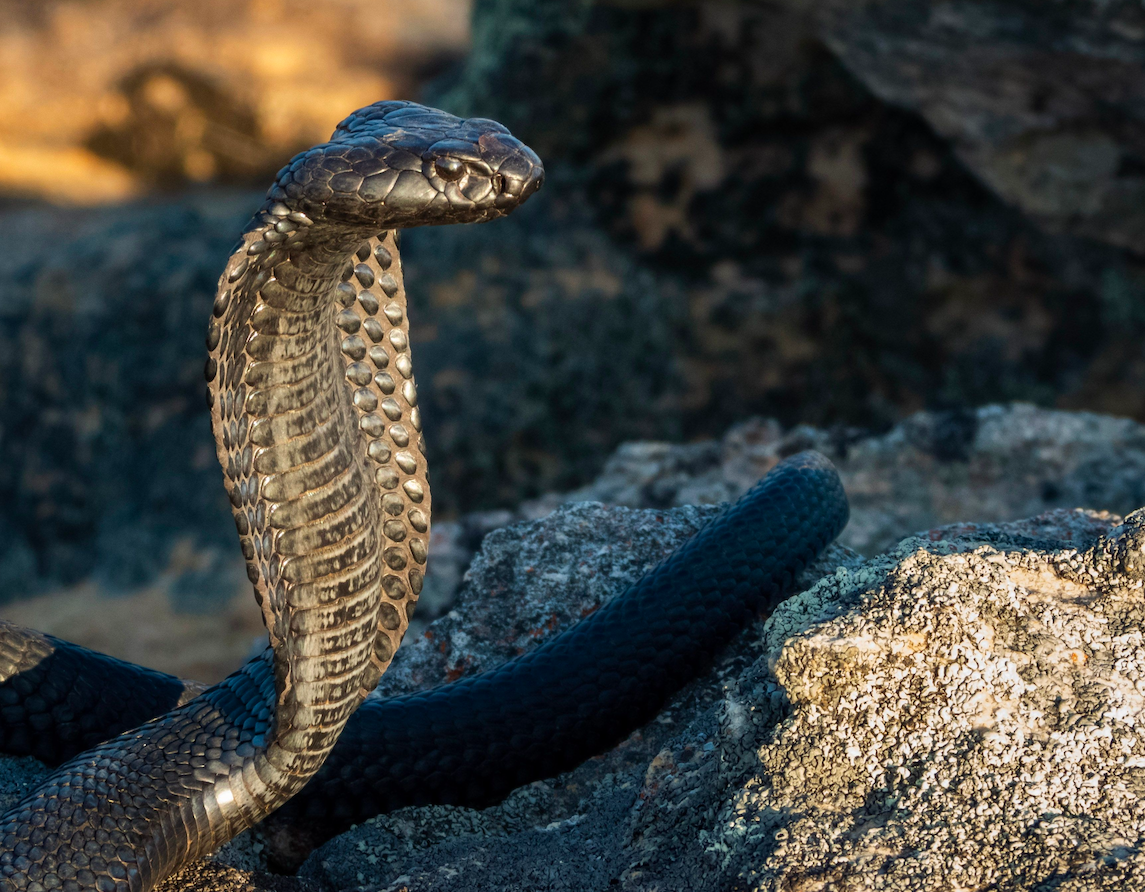 A BEGINNER’S GUIDE TO SNAKE AWARENESS IN THE WORKPLACE
