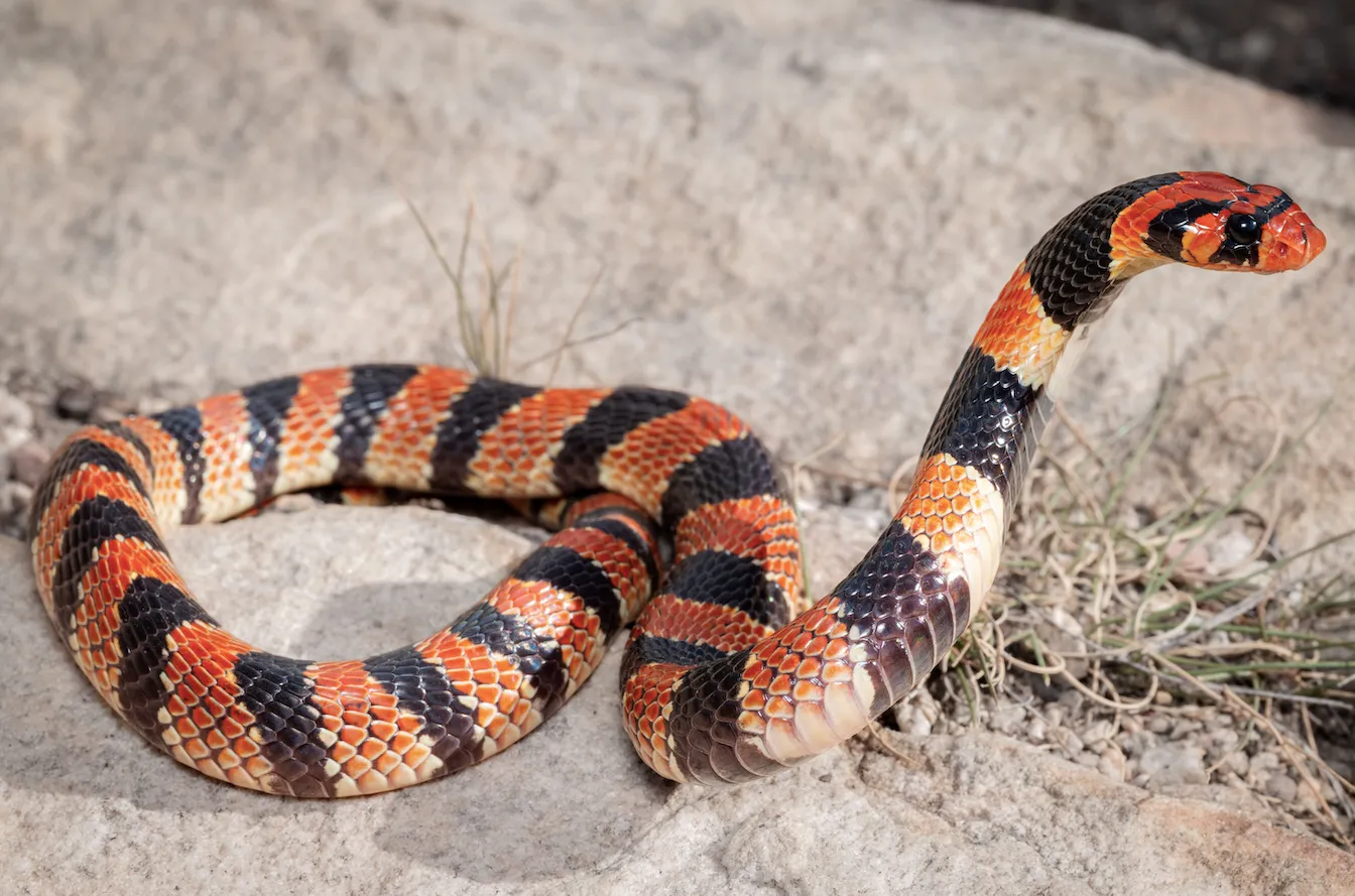 A BEGINNER’S GUIDE TO SNAKE AWARENESS IN THE WORKPLACE