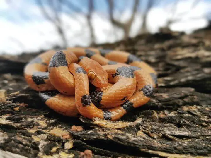 Safe Operating Procedures for Snake Removals