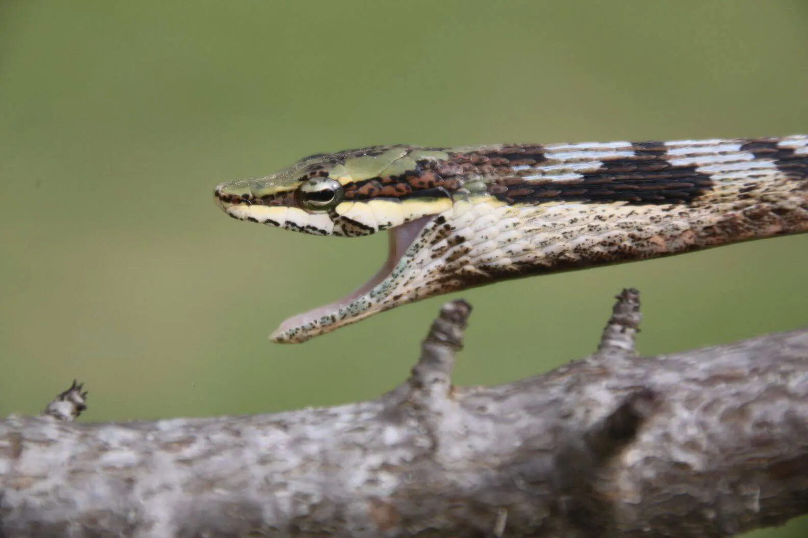 Safe Operating Procedures for Snake Removals