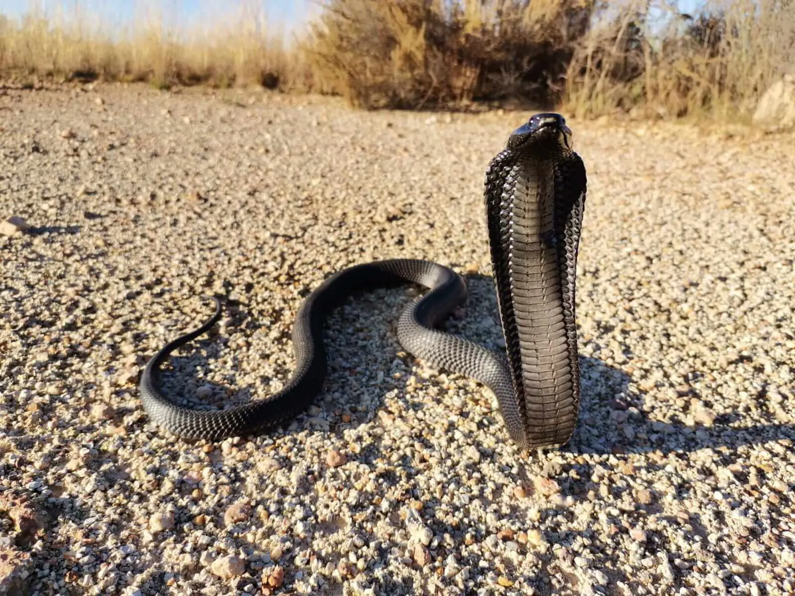 SNAKE HANDLING TRAINING IN THE NORTHERN CAPE