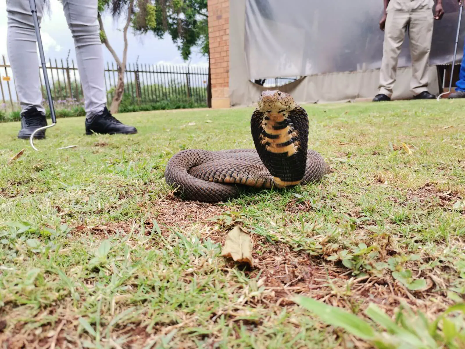 Accredited Snake Awareness Training and Endorsed Snake Handling Courses