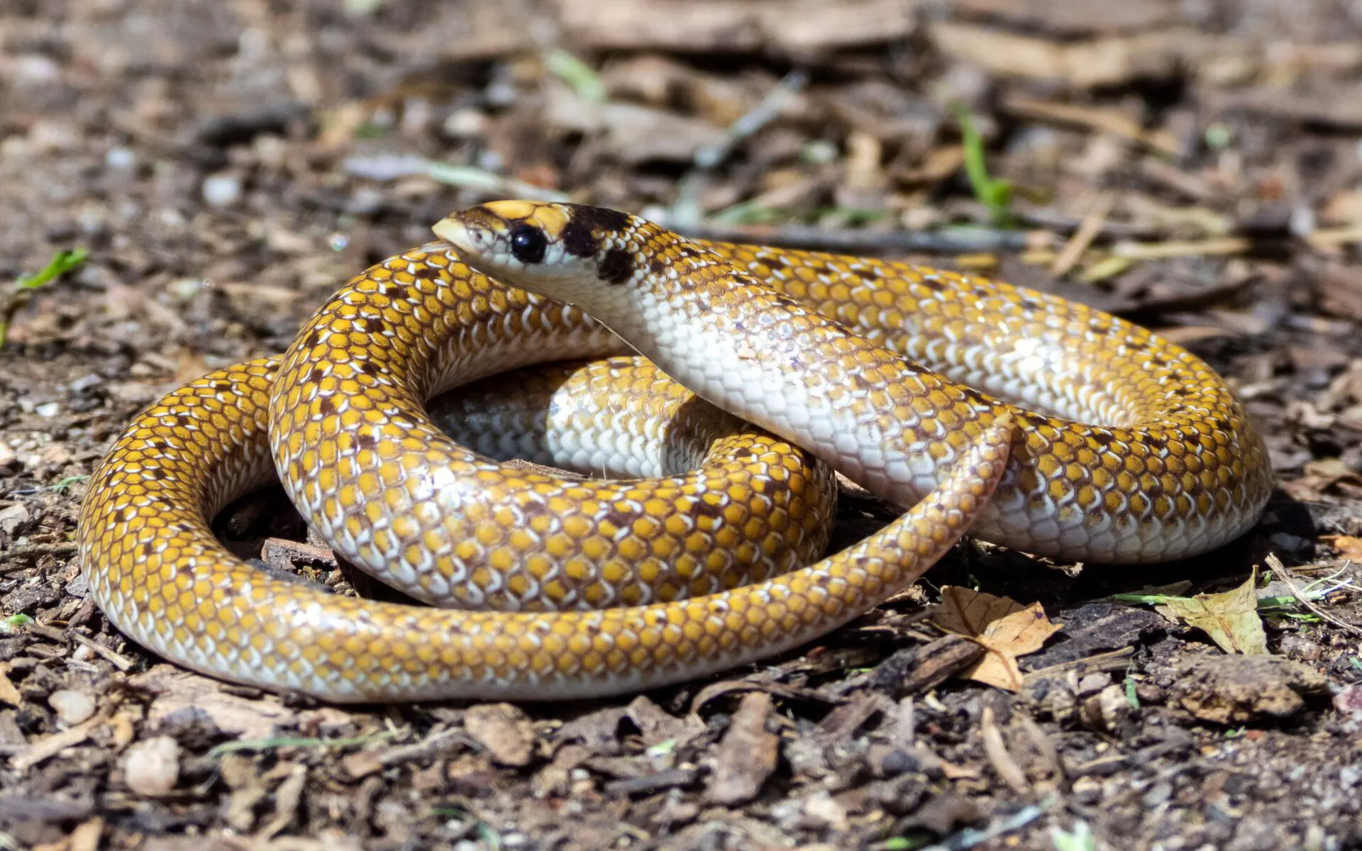 WHY SPRING INCREASES SNAKE ENCOUNTERS IN THE WORKPLACE
