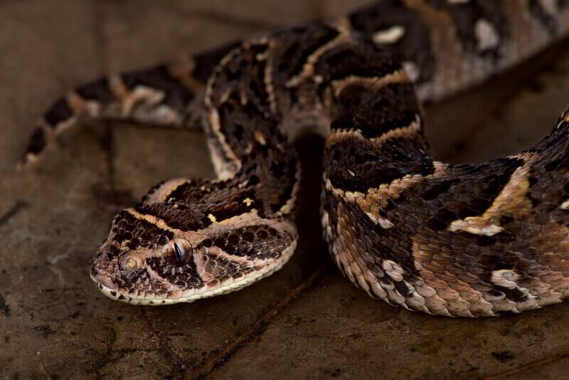 PREHOSPITAL SNAKEBITE PROTOCOL – PUFF ADDER (Bitis arietans)
