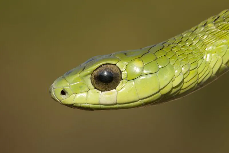 LIMPOPO: SNAKE SAFETY IN MINING AND GAME FARMING OPERATIONS