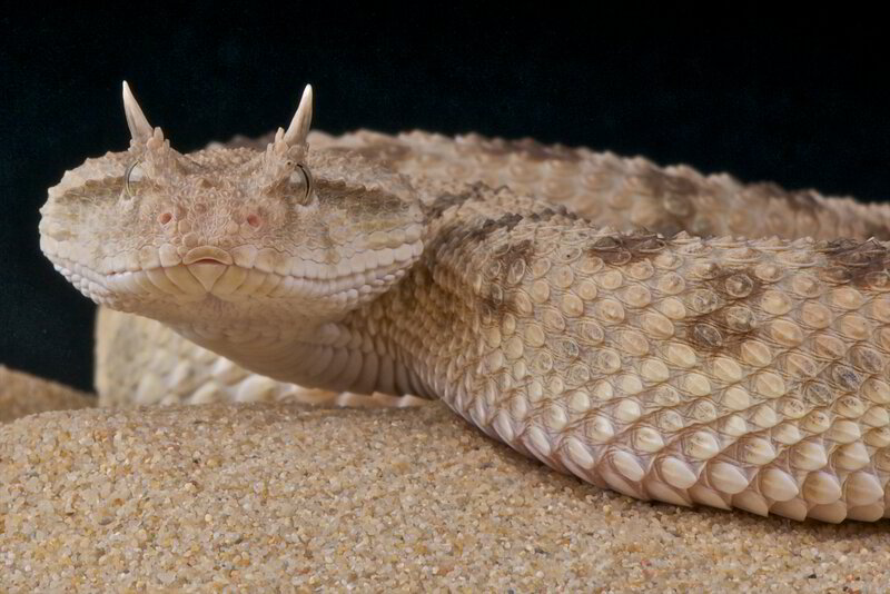 VENOMOUS SNAKES OF SAUDI ARABIA: A GUIDE FOR AWARENESS AND SAFETY
