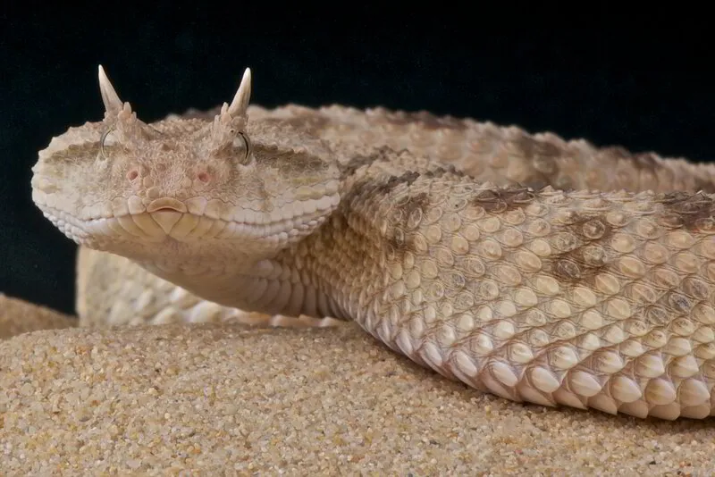 VENOMOUS SNAKES OF SAUDI ARABIA: A GUIDE FOR AWARENESS AND SAFETY