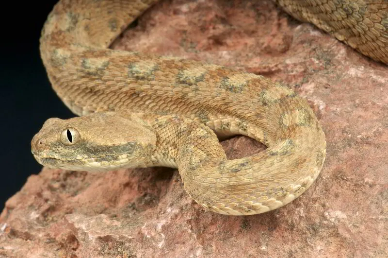 ENHANCING WORKPLACE SAFETY WITH SNAKE AWARENESS IN SAUDI ARABIA