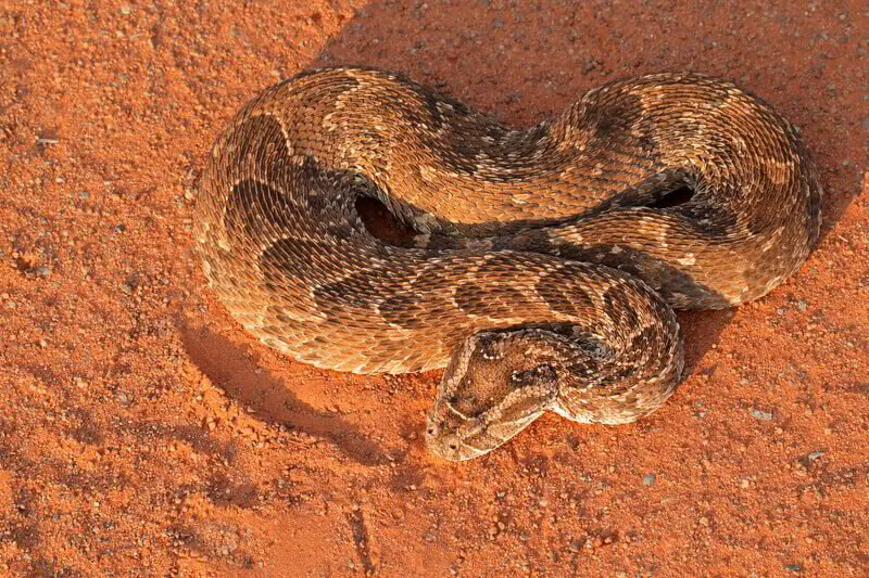PREHOSPITAL SNAKEBITE PROTOCOL – PUFF ADDER (Bitis arietans)