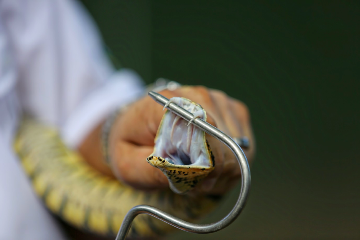 Advanced Snake Identification, Handling & Snakebite Treatment Course