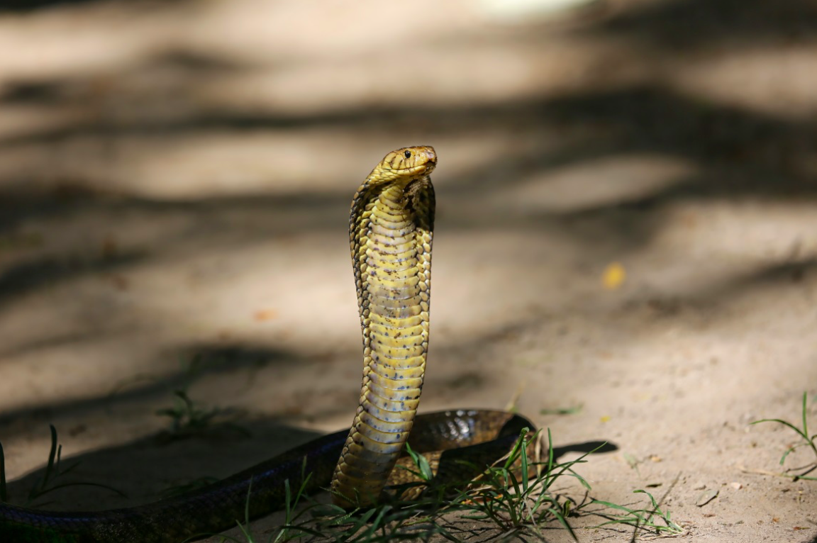 SNAKE AWARENESS AND BASIC IDENTIFICATION WORKSHOP