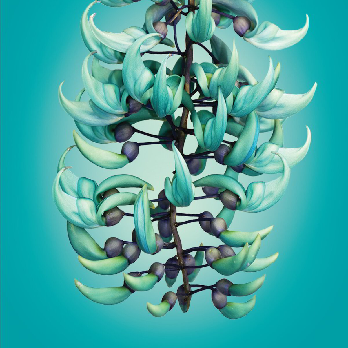 The Jade Vine - What it Catalyzes...