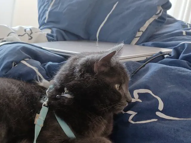 Så gick det sen - Luna