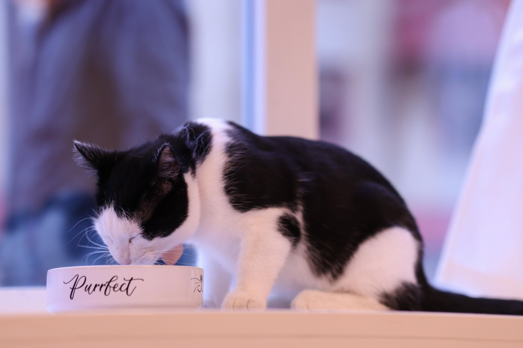 Purrfect Café - Cat Café Gothenburg