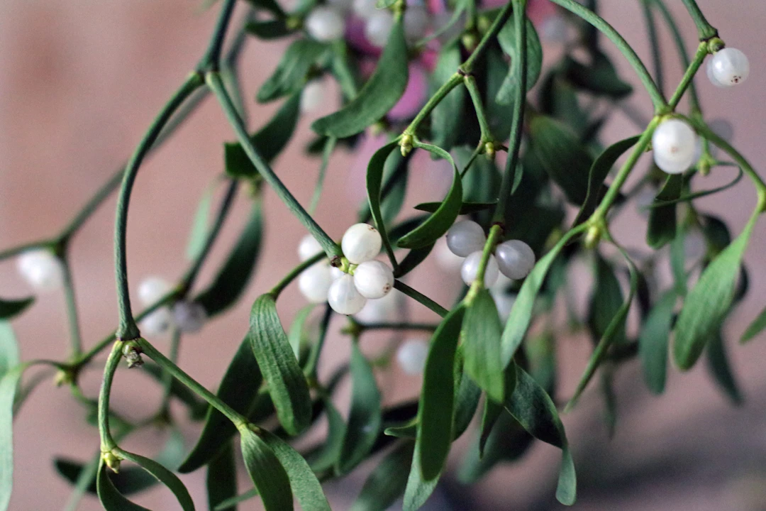 E24 A Natural At Home Injectable That Helps Kill Cancer (Mistletoe)