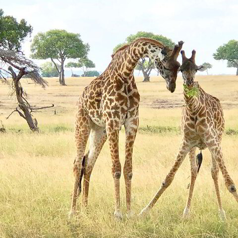 Giraffe - African Conservation Centre