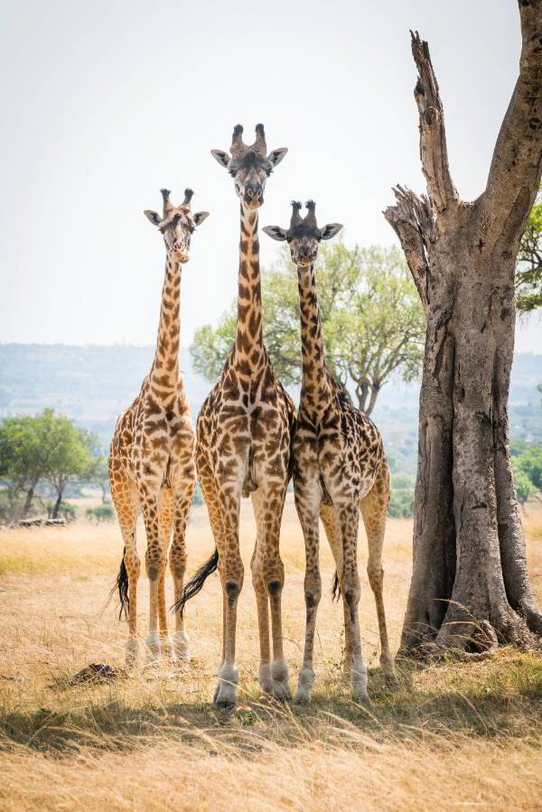 Conservation Science & Indigenous Knowledge - African Conservation Centre