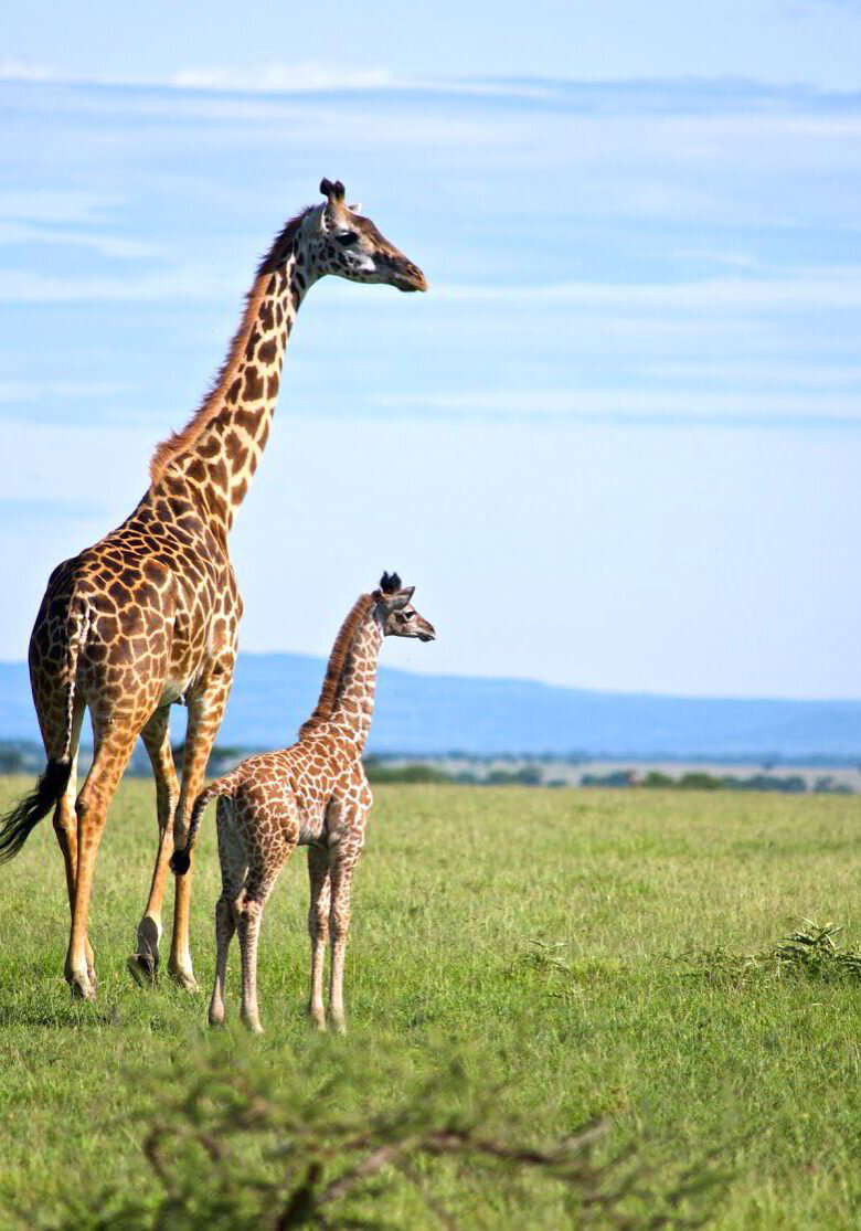 Giraffe - African Conservation Centre