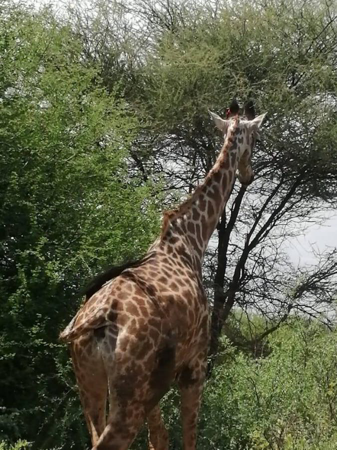 Research Partnership Launched to Conserve the Endangered Maasai Giraffes