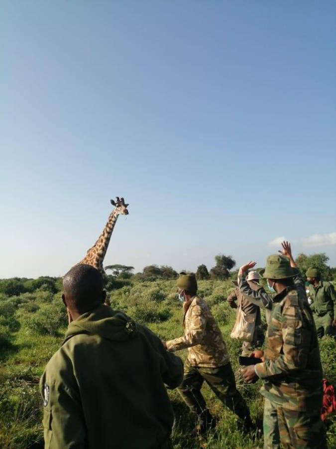 Research Partnership Launched to Conserve the Endangered Maasai Giraffes