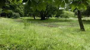 Bute Park Bat Meadow