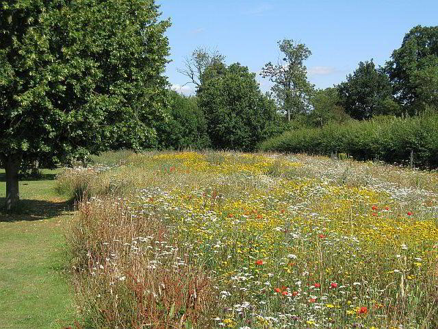 Bute Park Bat Meadow
