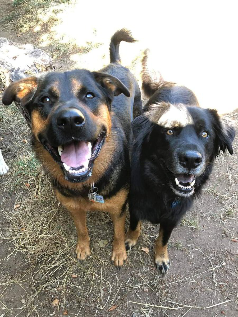 The Doggy Lounge Dog Groomer & Dog Day School - Sooke BC