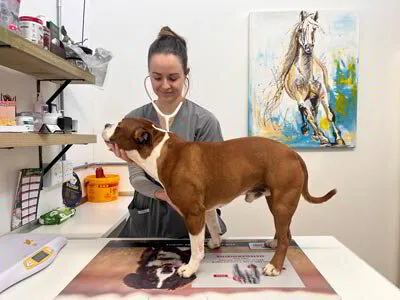 Homepage [capecompanionsvet.co.za]