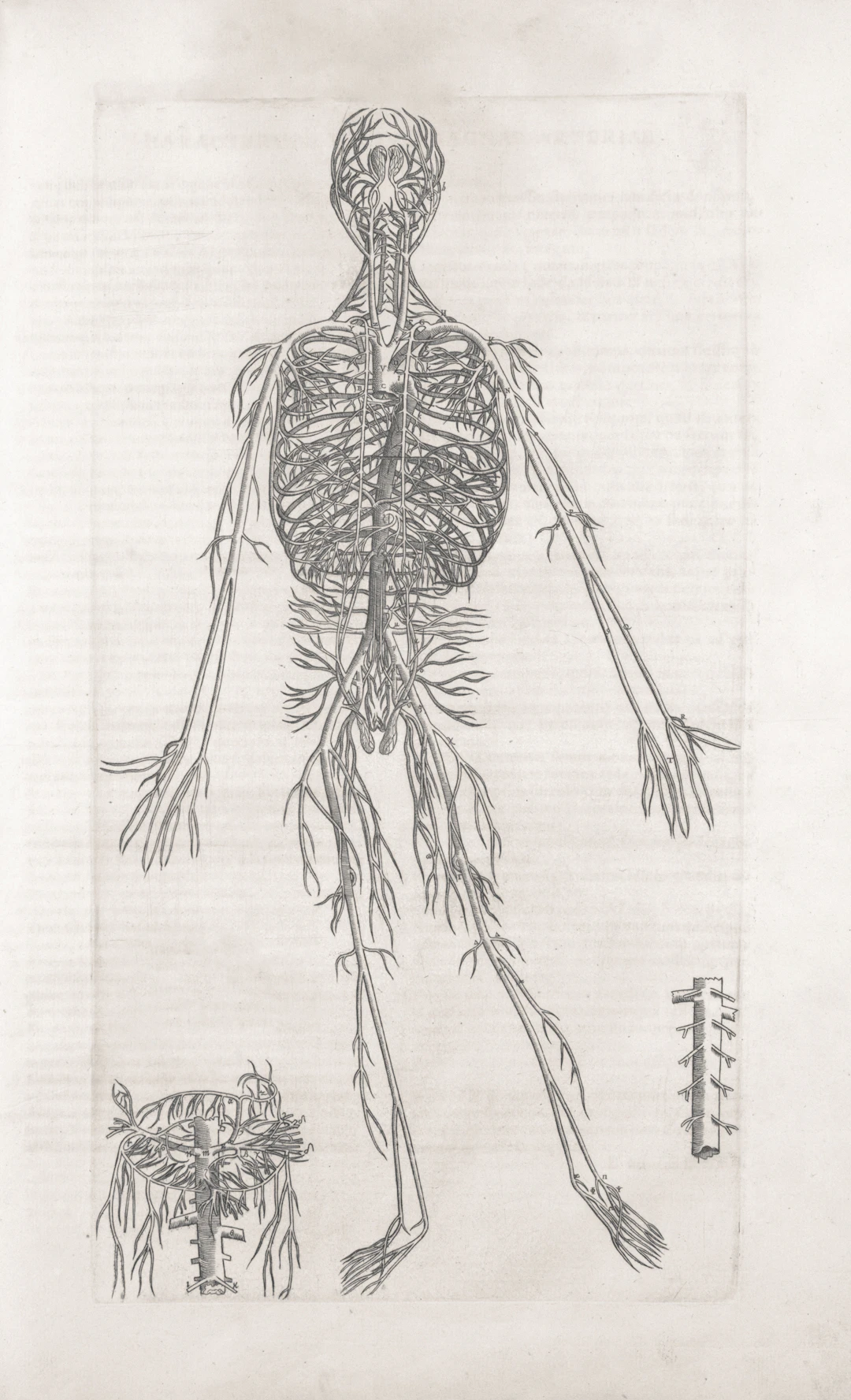 Posture Mechanics: The Nervous System Perspective