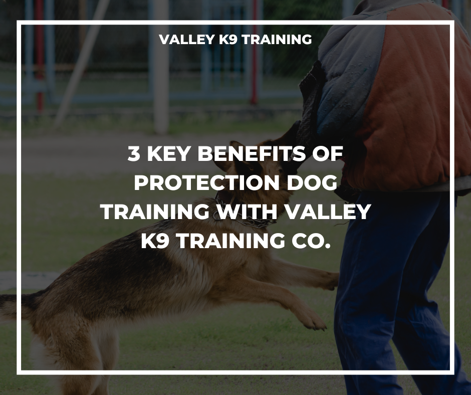 3 Key Benefits of Protection Dog Training with Valley K9 Training Co.
