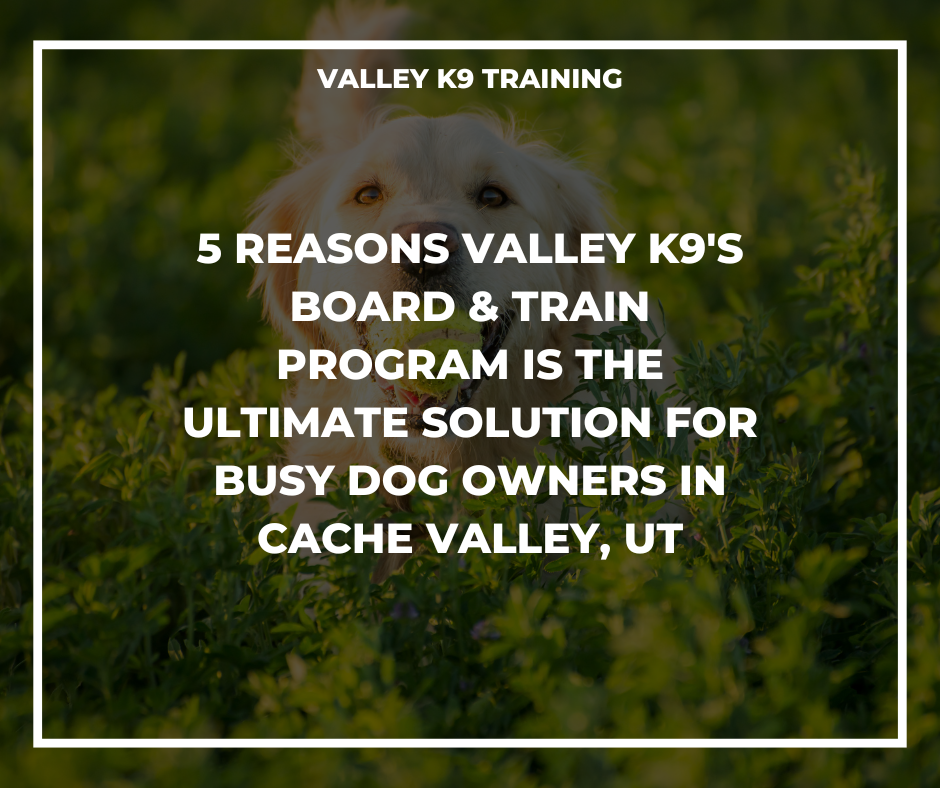 5 Reasons Valley K9's Board & Train Program is the Ultimate Solution for Busy Dog Owners in ...