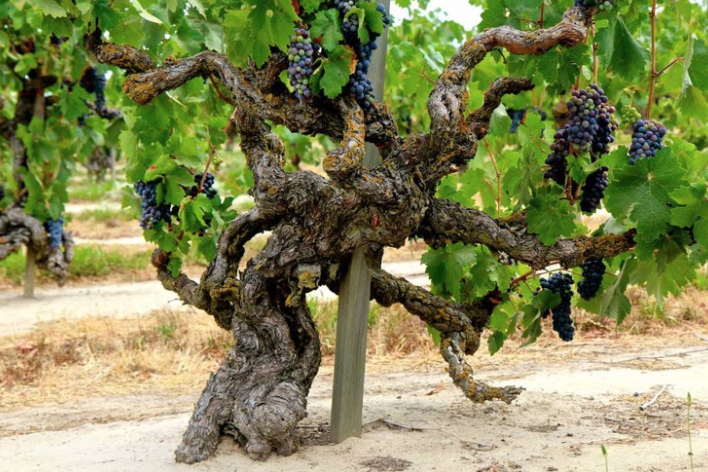 Old Vines: What’s the Big Deal?